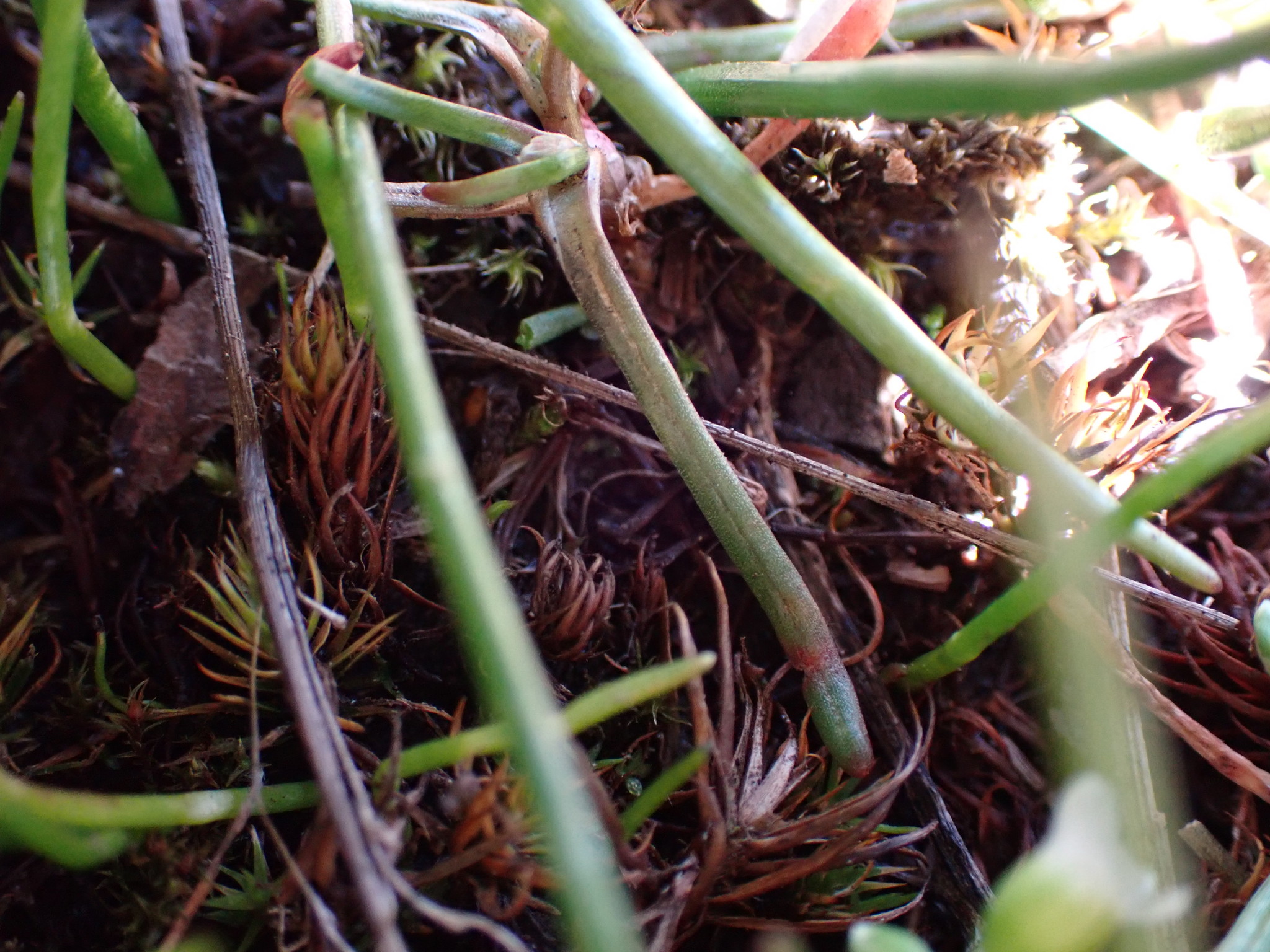 Montia linearis (Douglas ex Hook.) Greene