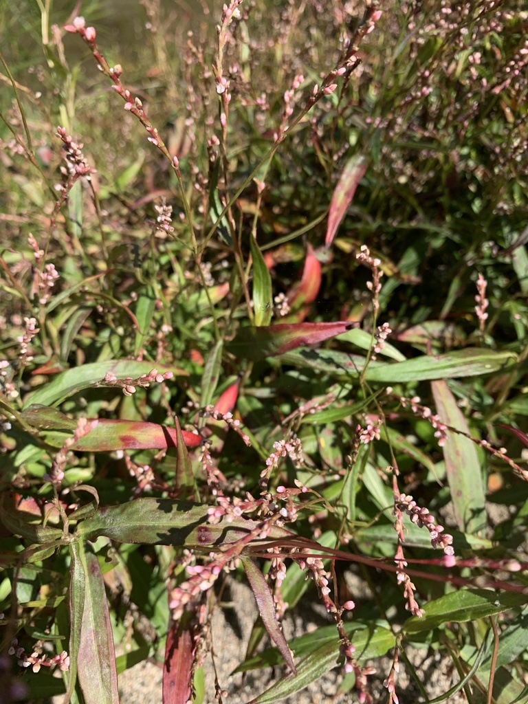 slender knotweed from Yambulla State Forest, Yambulla, NSW, AU on March ...