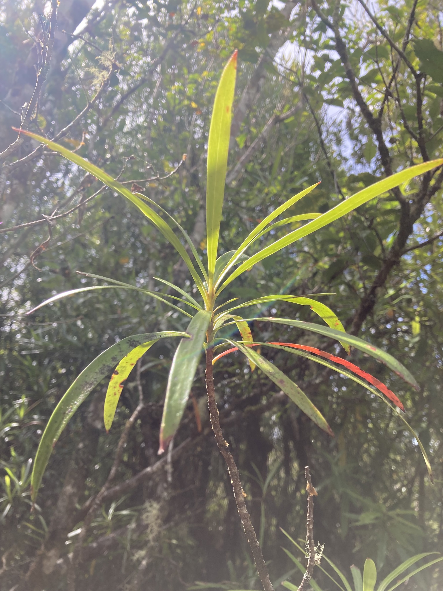 Toronia L.A.S.Johnson & B.G.Briggs