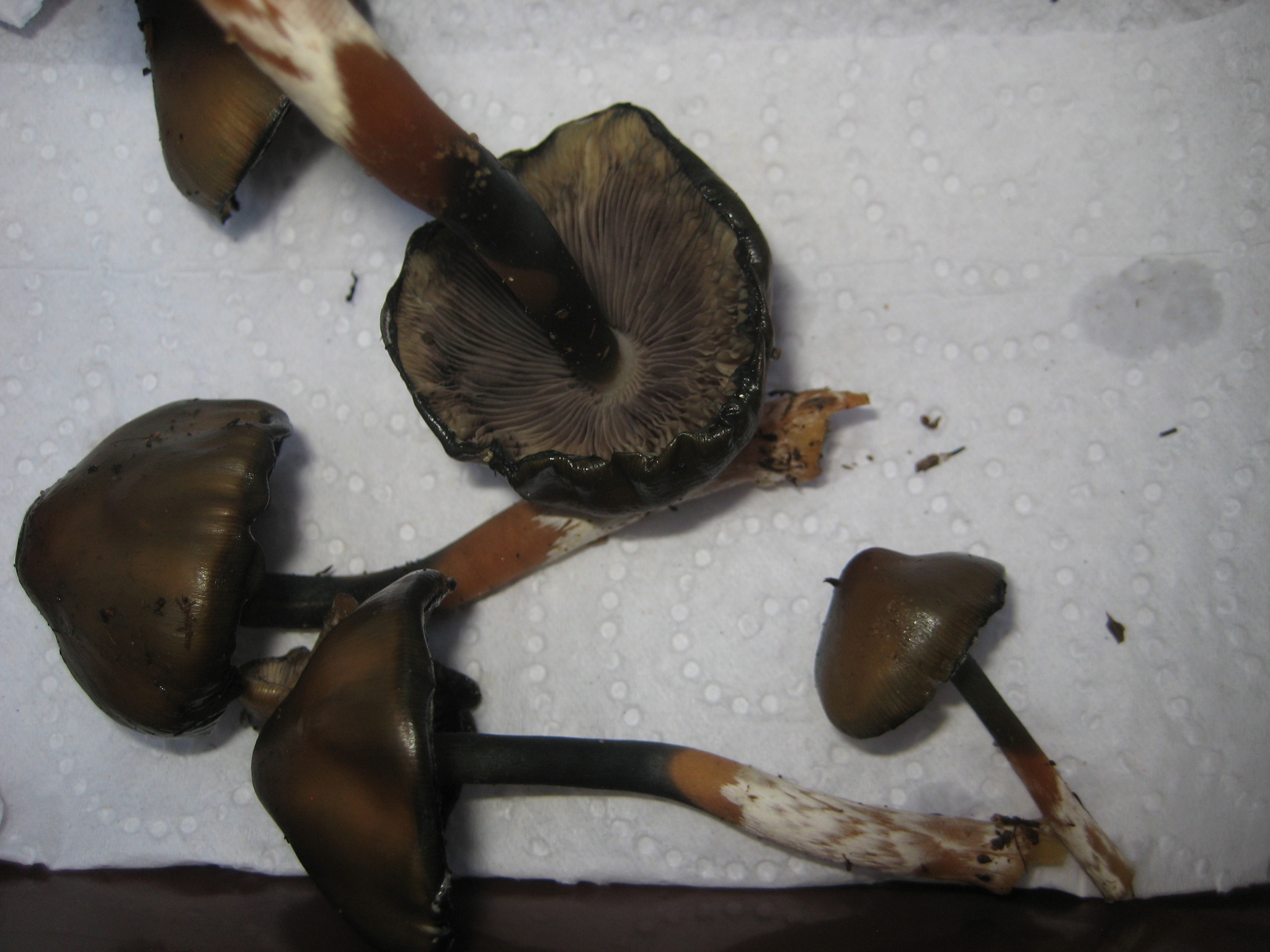 Psilocybe caerulescens Murrill