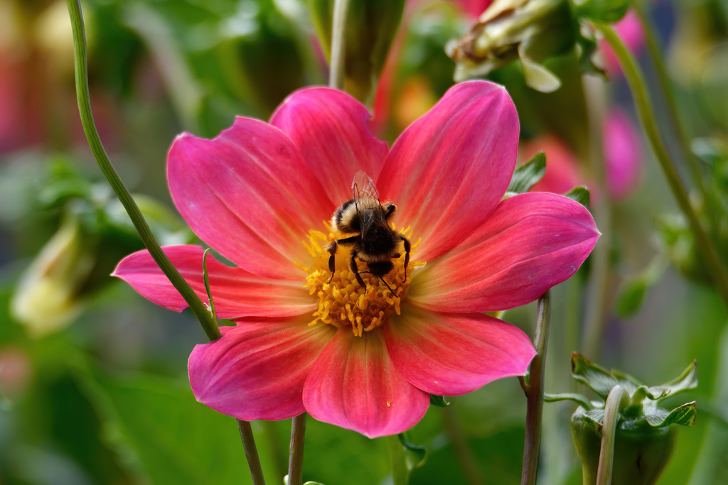 Buff-tailed Bumble Bee from Hobart TAS, Australia on March 05, 2022 at ...