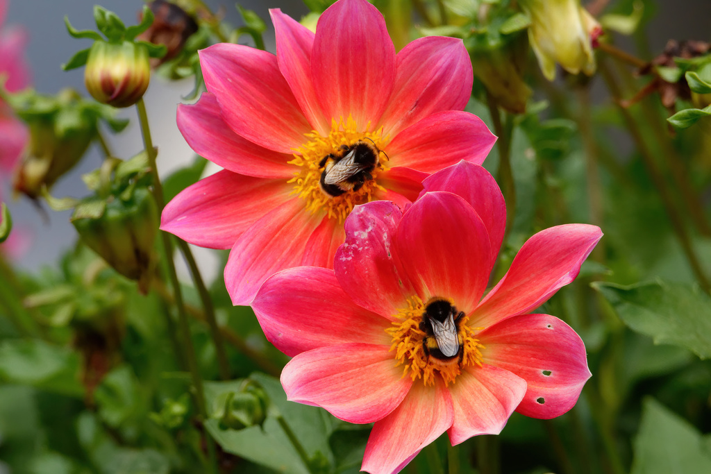 Buff-tailed Bumble Bee from Hobart TAS, Australia on March 05, 2022 at ...