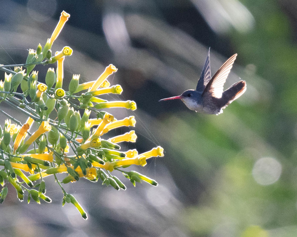 Violet-crowned Hummingbird in March 2022 by wild_burns · iNaturalist