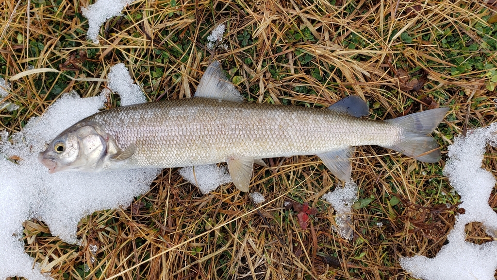 Mountain Whitefish from Moran, WY 83013, USA on November 14, 2021 at 10 ...