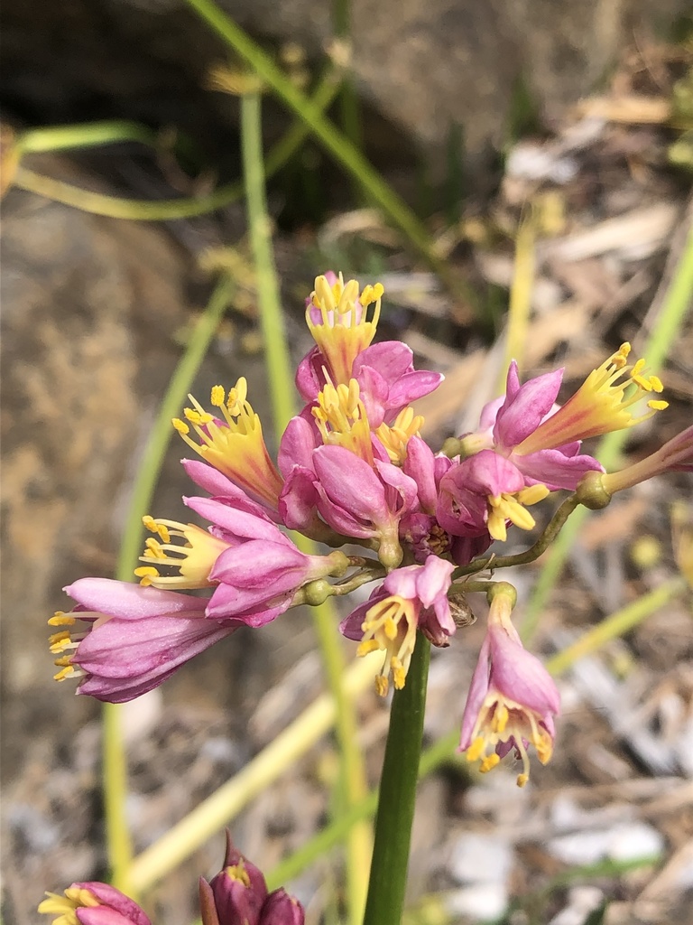 Calostemma purpureum desde Australian National Botanic Gardens ...