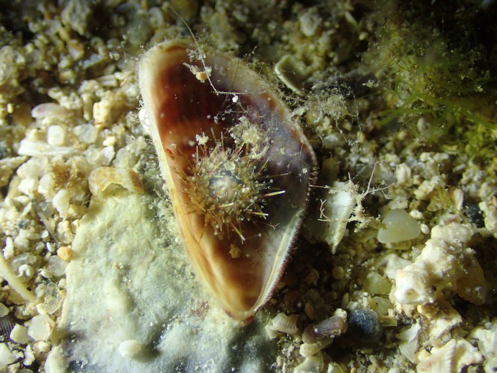 Temnopleurus michaelseni from Perth WA, Australia on March 12, 2022 at ...