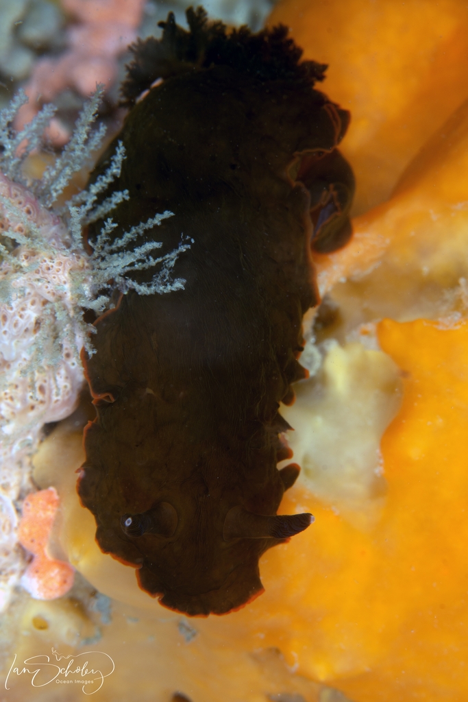 Dendrodoris arborescens from sorrento vic on March 11, 2022 by Ian ...