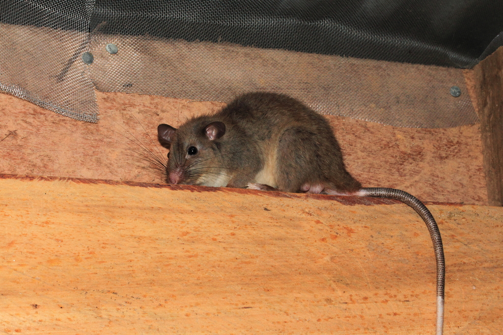 Watson's climbing rat from Coclé Province, Panama on July 07, 2012 at ...