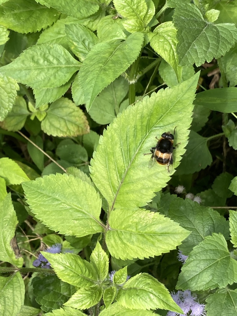 Phytomia zonata from Shek Tin Road, Shek Kong, New Territories, HK on ...