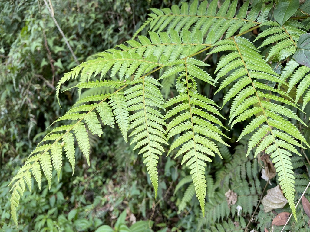 Spiny Tree Fern from 瑪家鄉, TW on March 13, 2022 at 01:28 PM by suchihfen ...