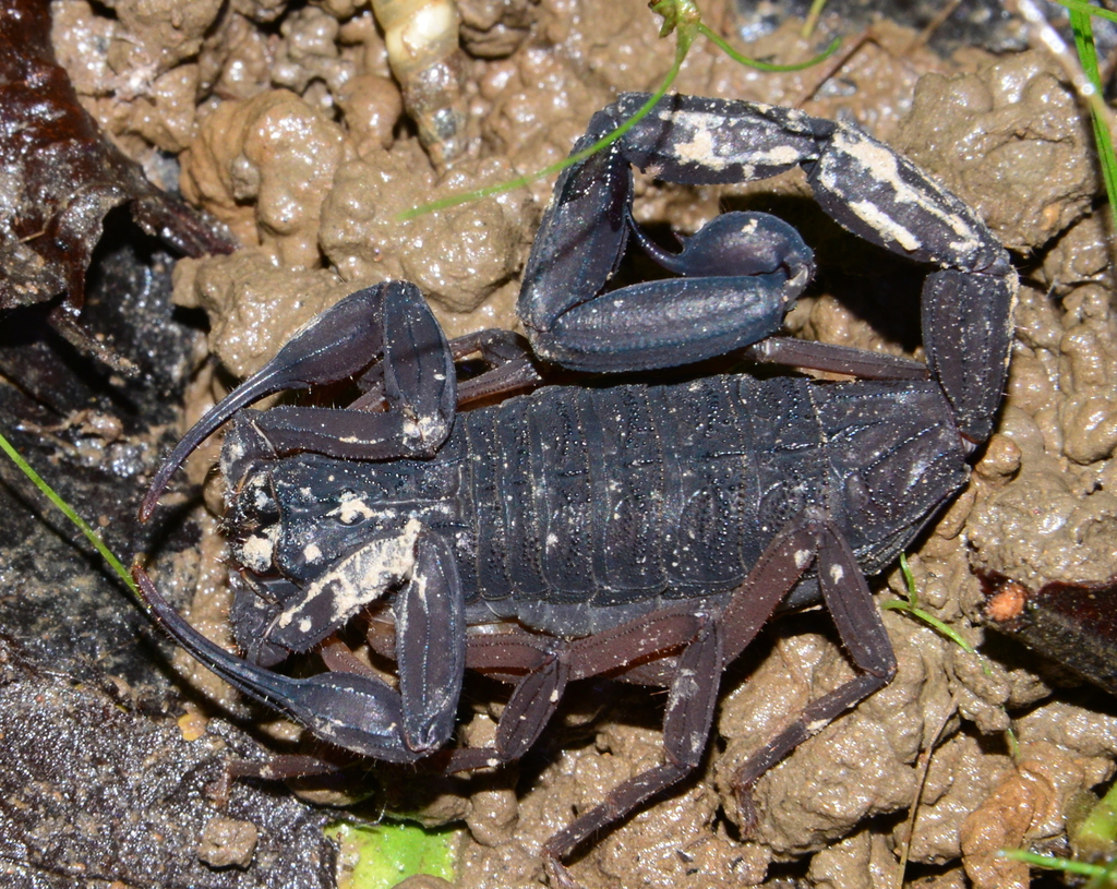Slender Brown Scorpion from Stann Creek, Belize on February 26, 2022 at ...