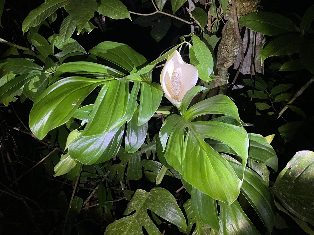 Monstera dissecta from Stann Creek District, Belize on February 26 ...