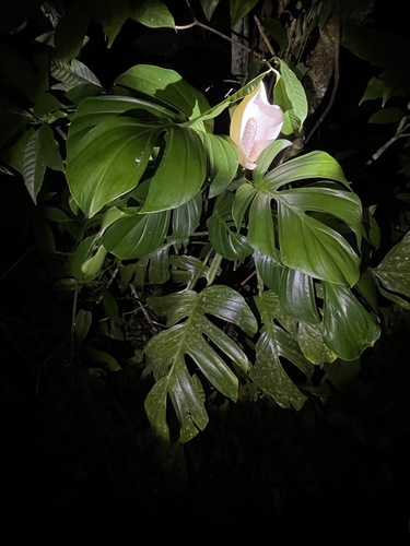 Monstera dissecta (Monstera dissecta)