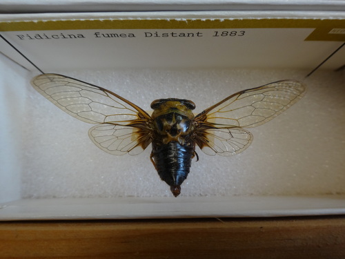 Fidicinoides fumea · iNaturalist