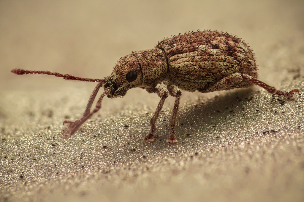 Peach Root Weevil from Ermandus Dr, Honea Path, SC, US on February 26 ...
