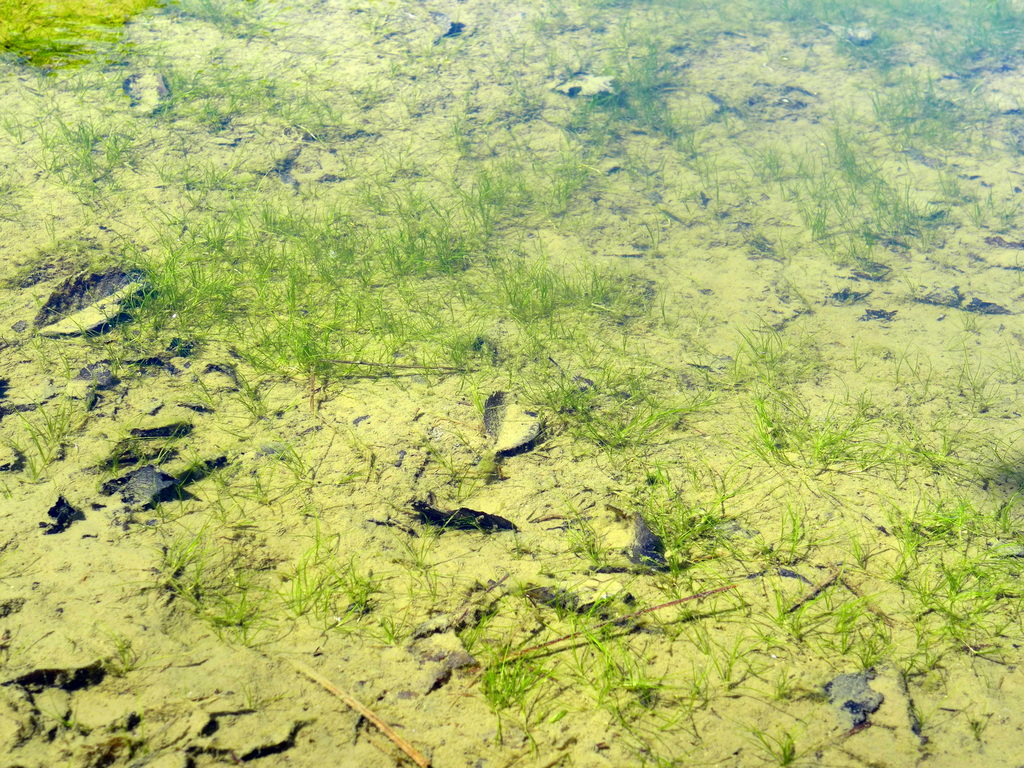 widgeongrass from Squamish Estuary (Central Delta) on May 12, 2018 by ...