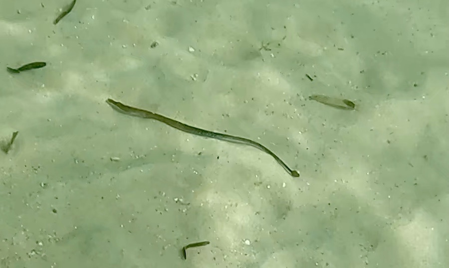 Crested Pipefish from Holdfast Bay, Glenelg South, SA, AU on March 13 ...