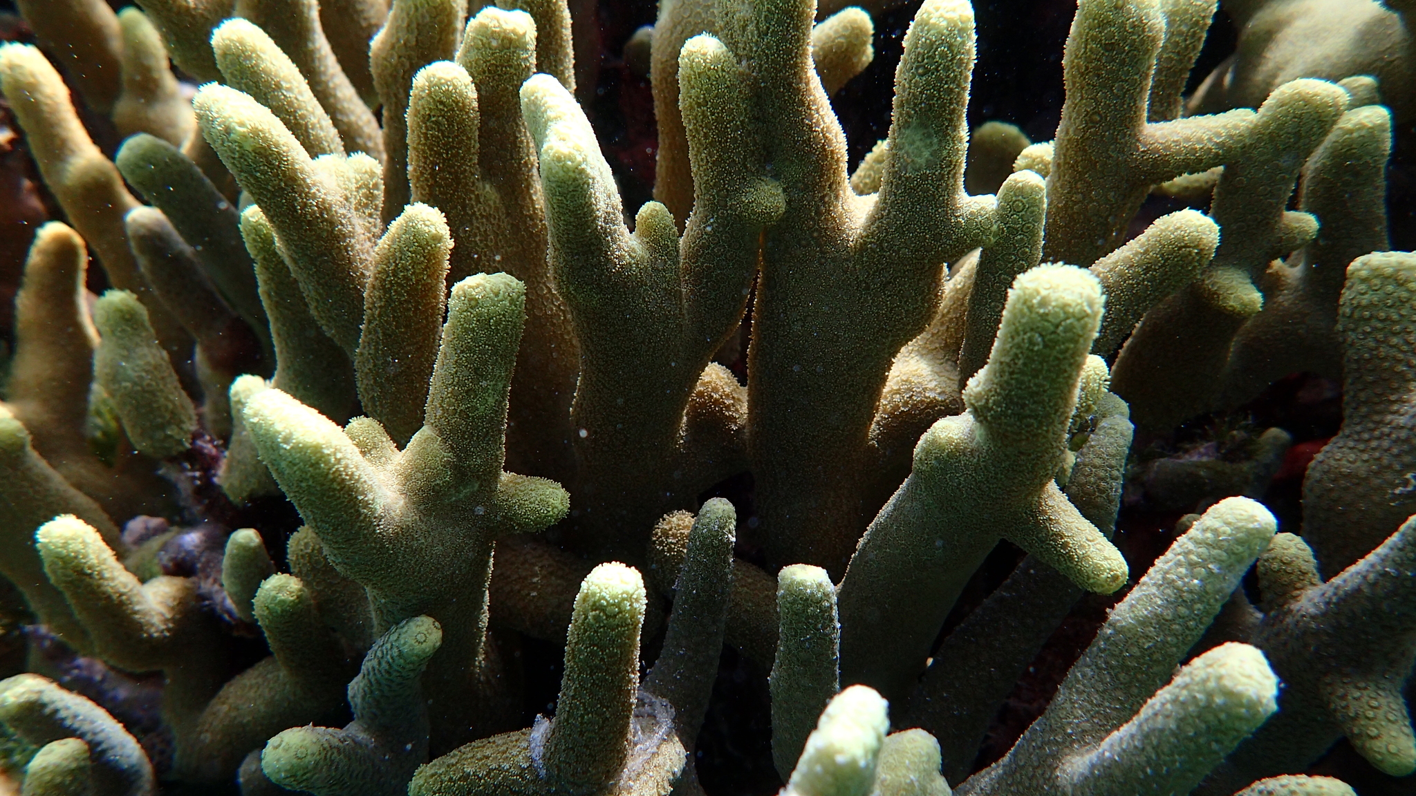 Porites cylindrica Dana, 1846