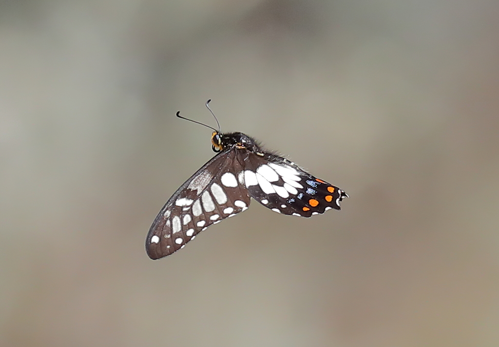 Small Dingy Swallowtail from Adelaide SA, Australia on March 13, 2022 ...