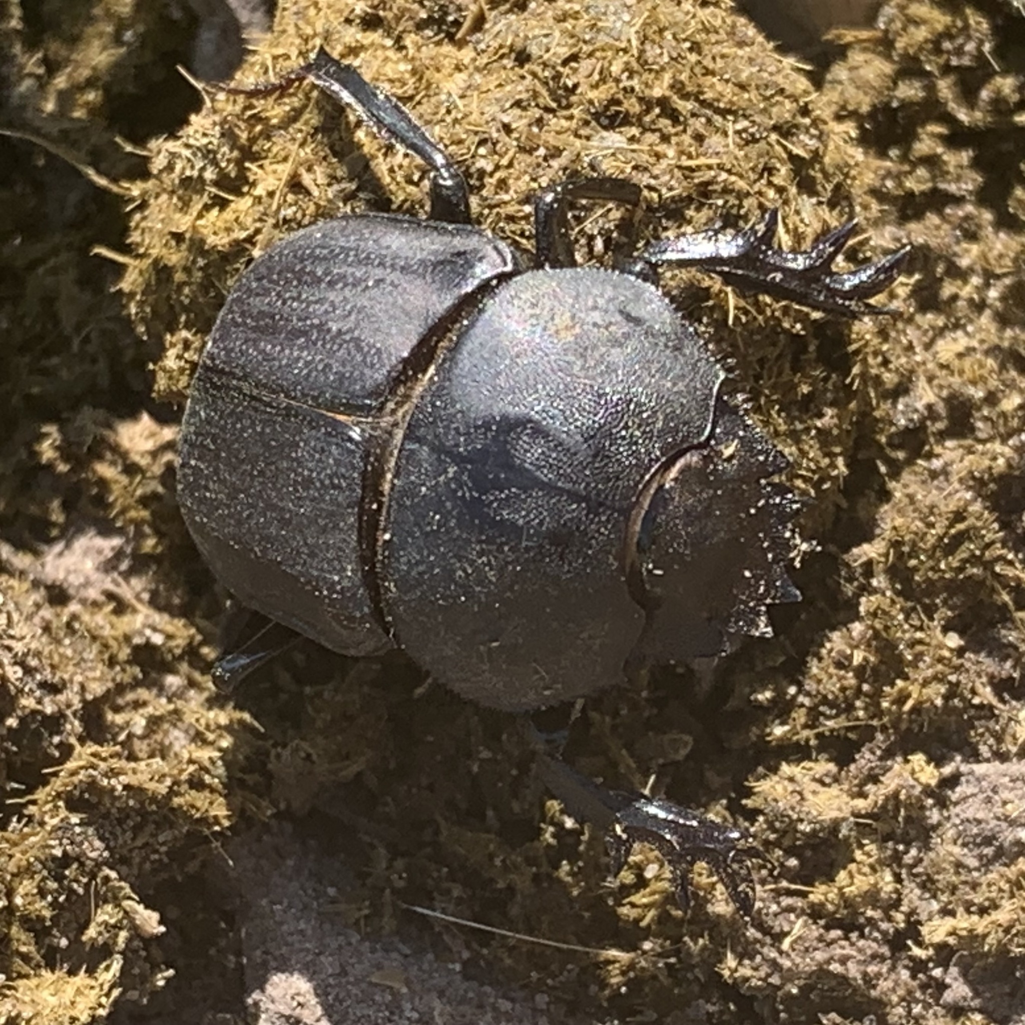 Kheper lamarcki (MacLeay, 1821)