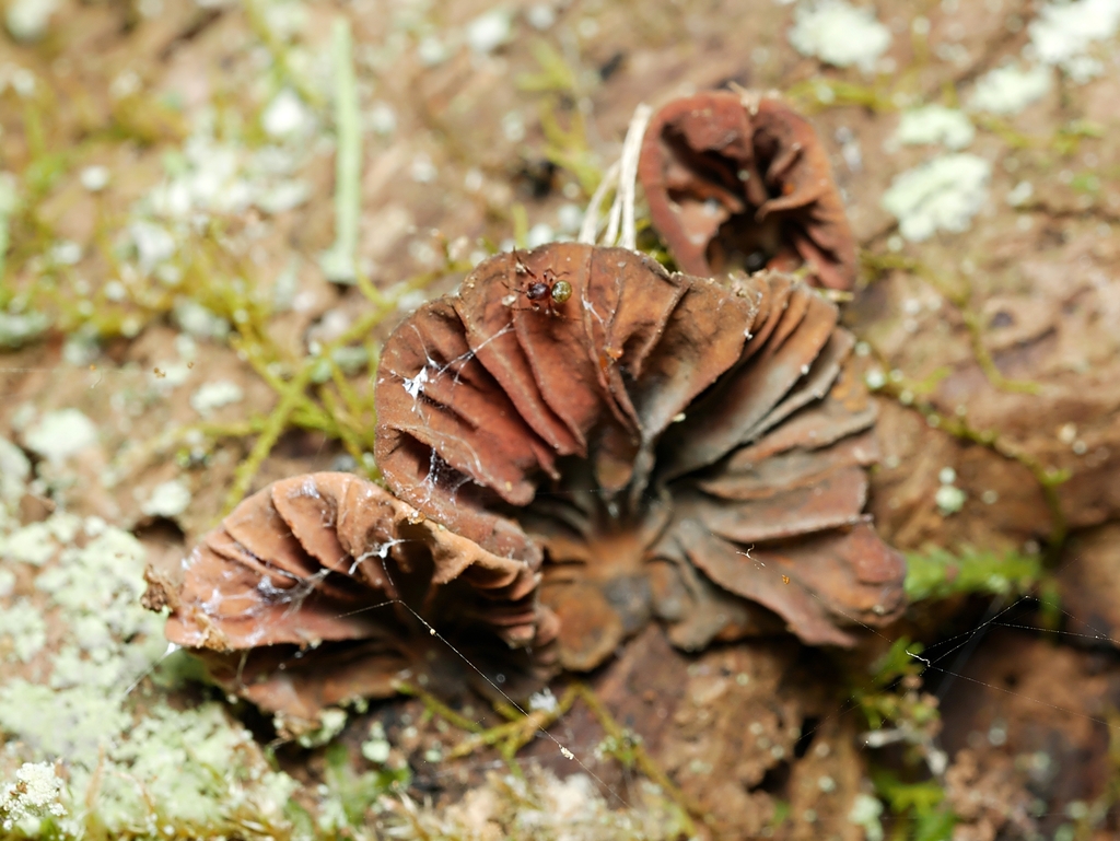 Anthracophyllum archeri from Healesville VIC 3777, Australia on March ...
