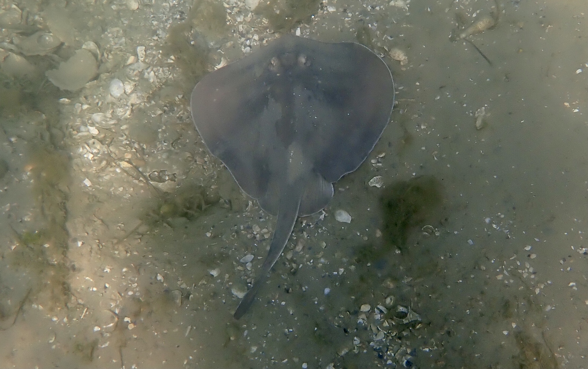 Urolophus paucimaculatus Dixon, 1969