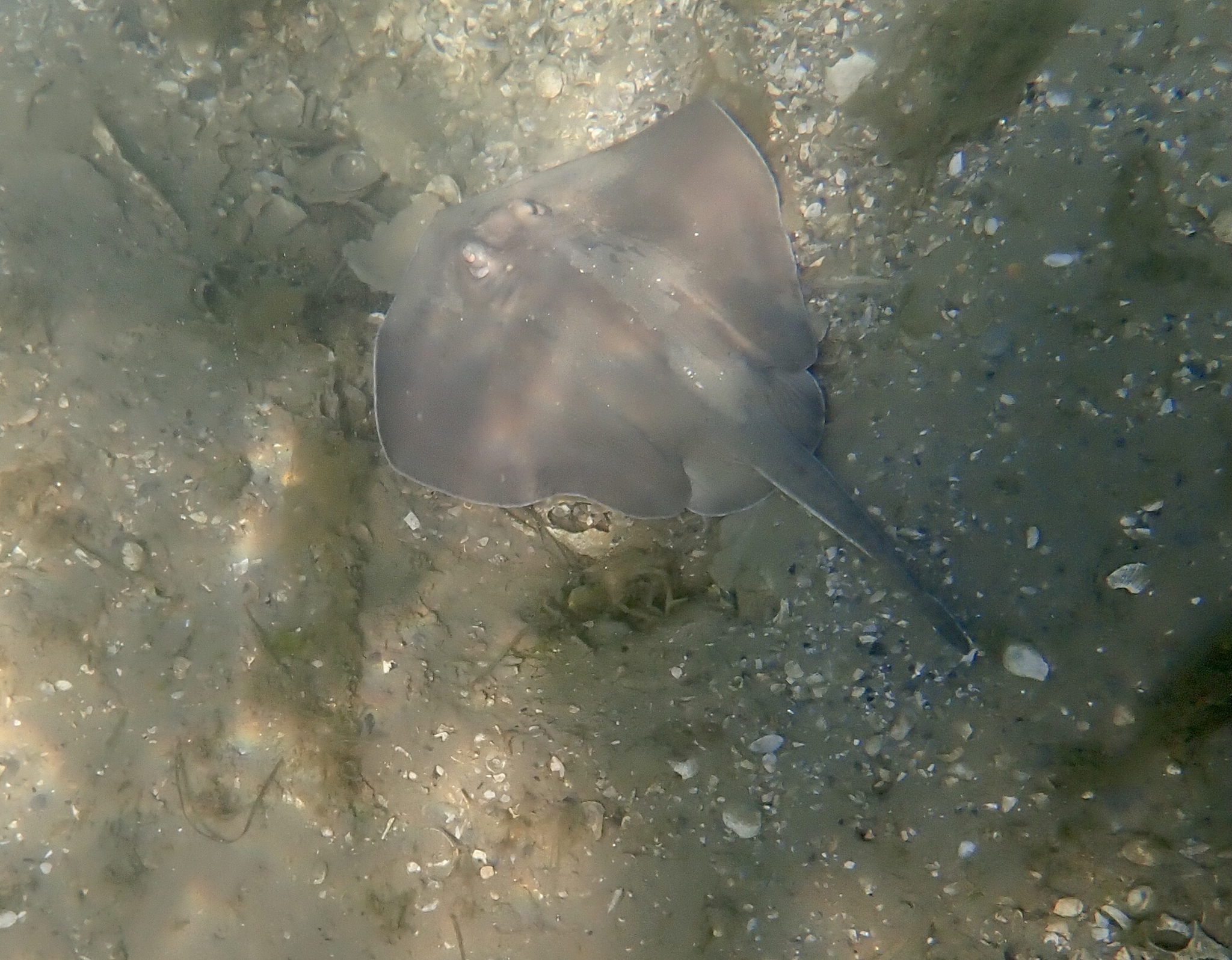 Urolophus paucimaculatus Dixon, 1969
