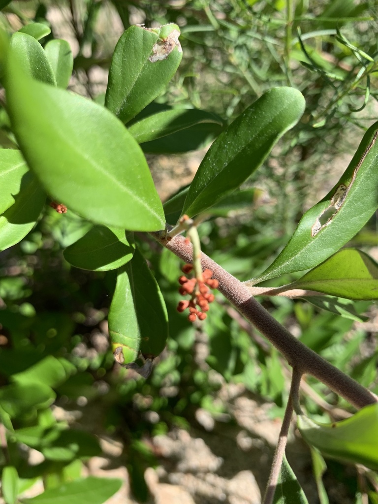 Grevillea parvula from Yambulla State Forest, Yambulla, NSW, AU on ...
