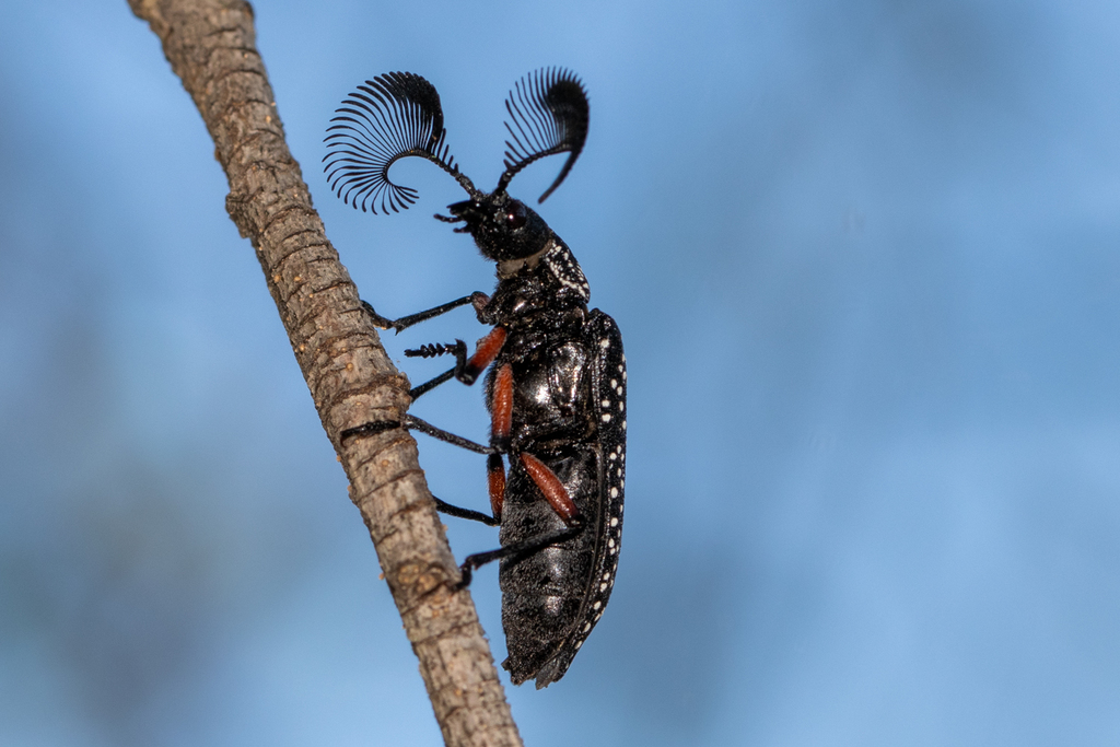Feather-horned beetle from Albury NSW, Australia on March 12, 2022 at ...