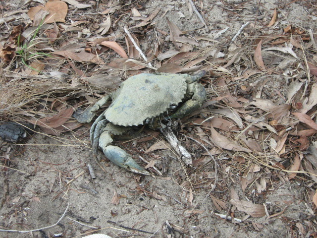 Mud Crab from Cobourg NT 0822, Australia on September 26, 2010 at 01:21 ...