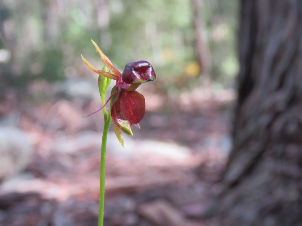 Large Flying Duck Orchid in September 2015 by Josh Magro · iNaturalist