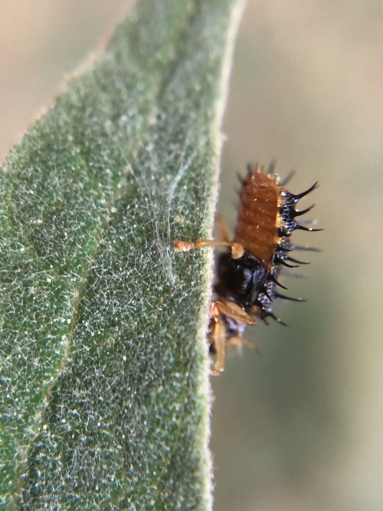Dactylispa angulosa from Xishan, Kunming, Yunnan, CN on March 13, 2022 ...
