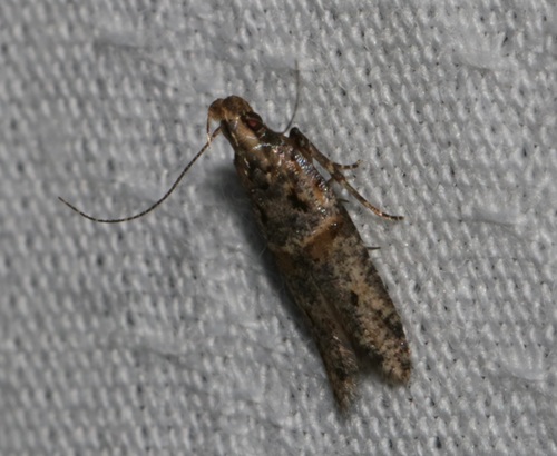Genus Photodotis · iNaturalist