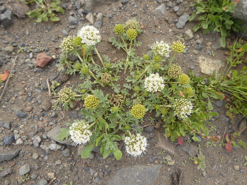 Boopis multicaulis · iNaturalist