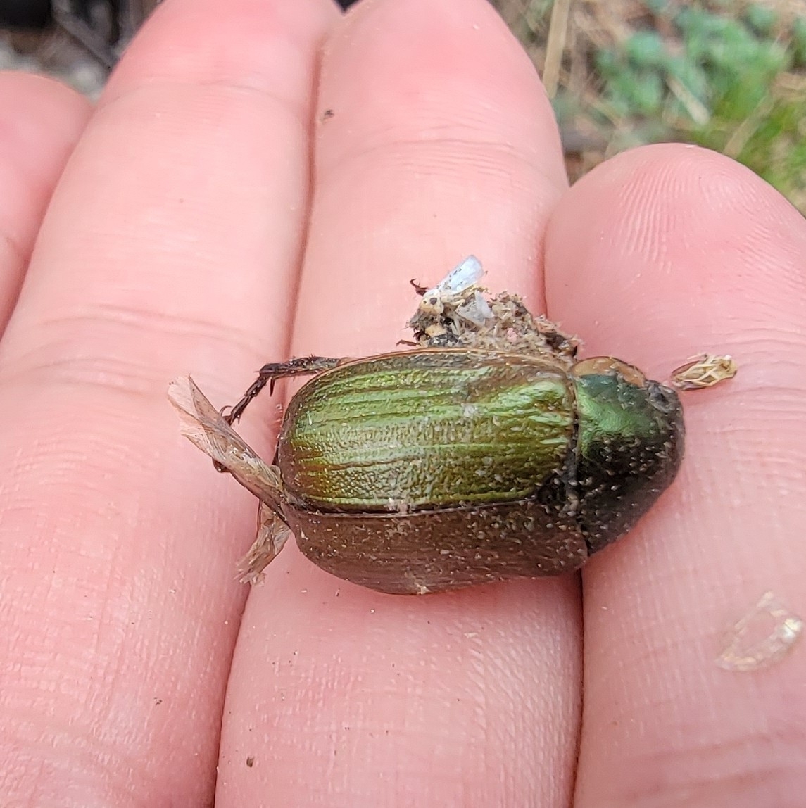 Anomala corpulenta Motschulsky, 1854
