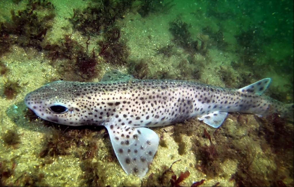 Small-spotted Catshark (Scyliorhinus canicula) - Marine Life Identification