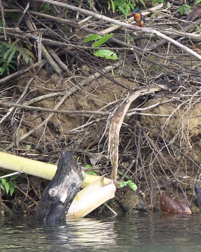 Northern Indigo-banded Kingfisher (Subspecies Ceyx cyanopectus ...