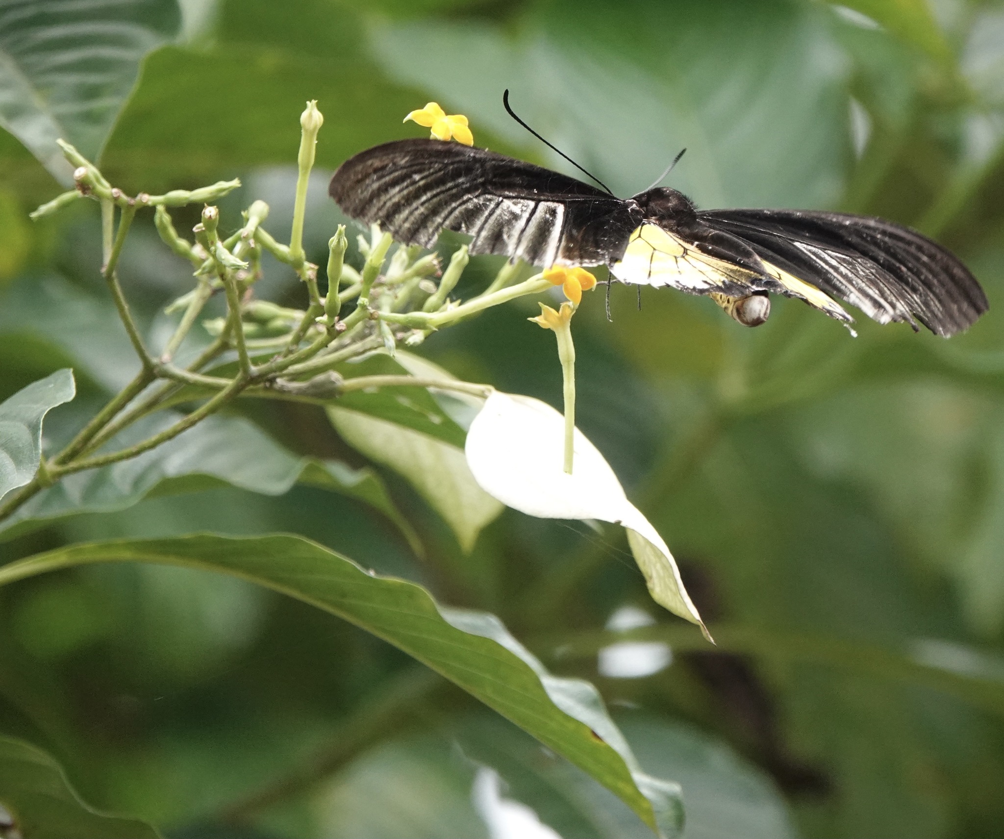 Troides rhadamantus (Lucas, 1835)