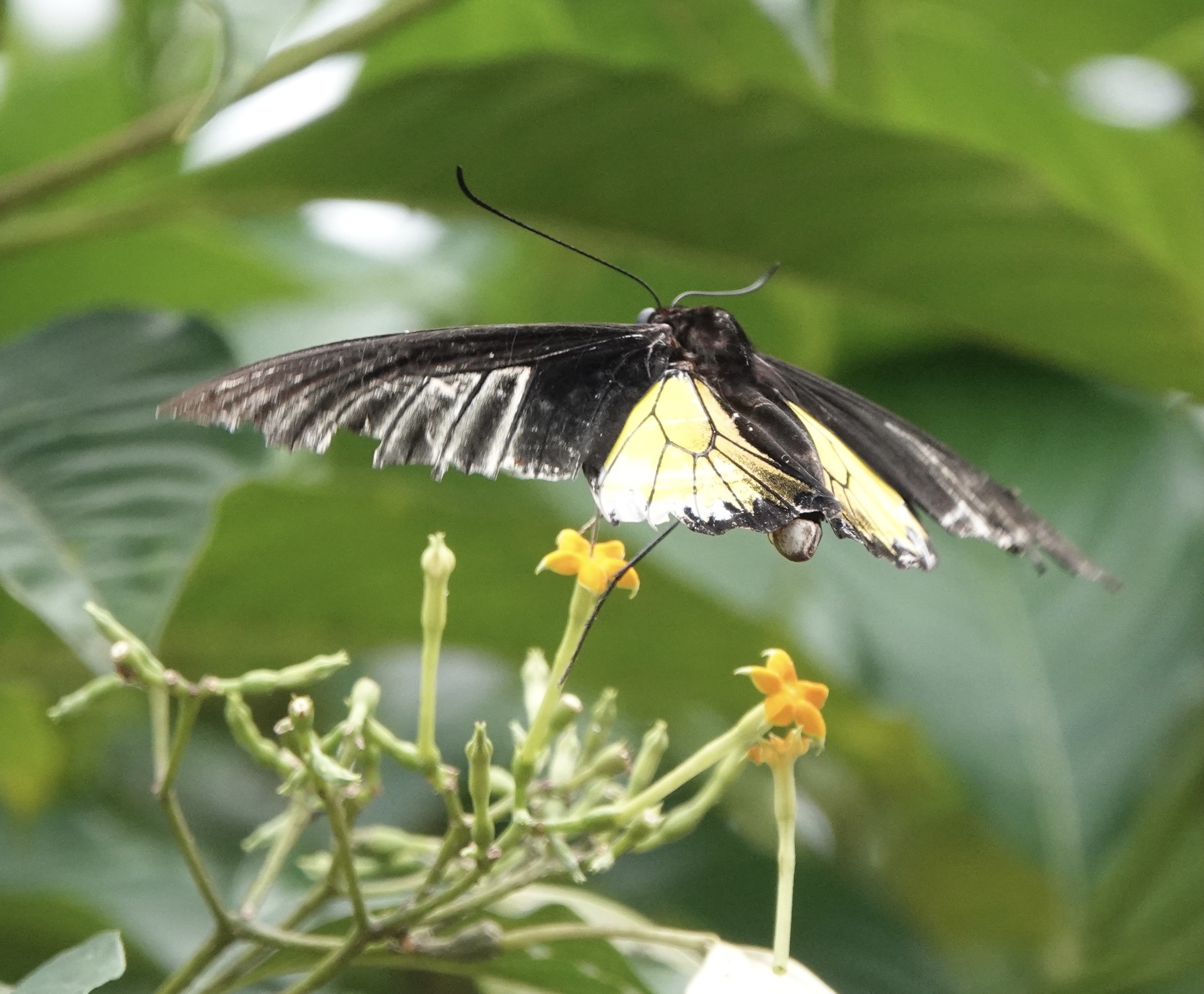 Troides rhadamantus (Lucas, 1835)