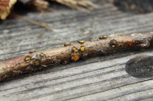 Coccomyces triangularis · iNaturalist