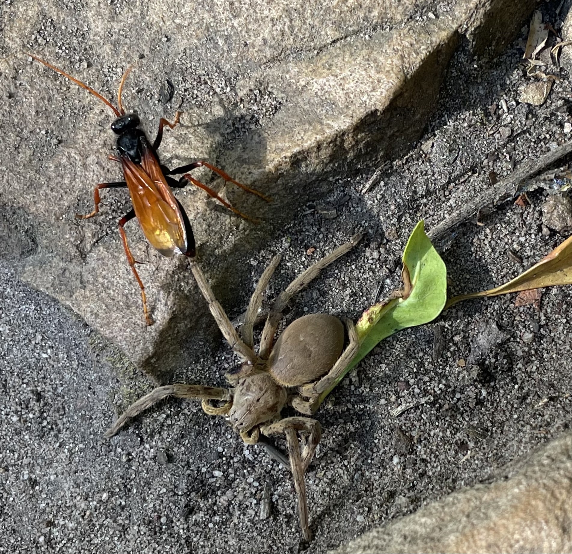 Hemipepsis Dahlbom, 1844