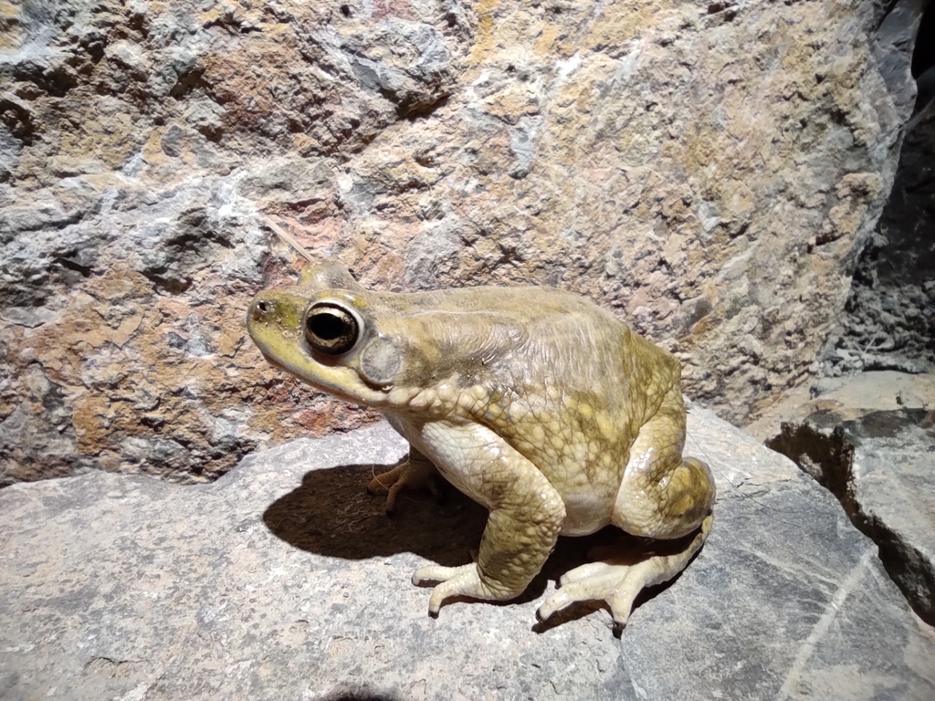 Dhofar Toad from Ain Al Sheria Parking - Unnamed Road - الفجيرة ...