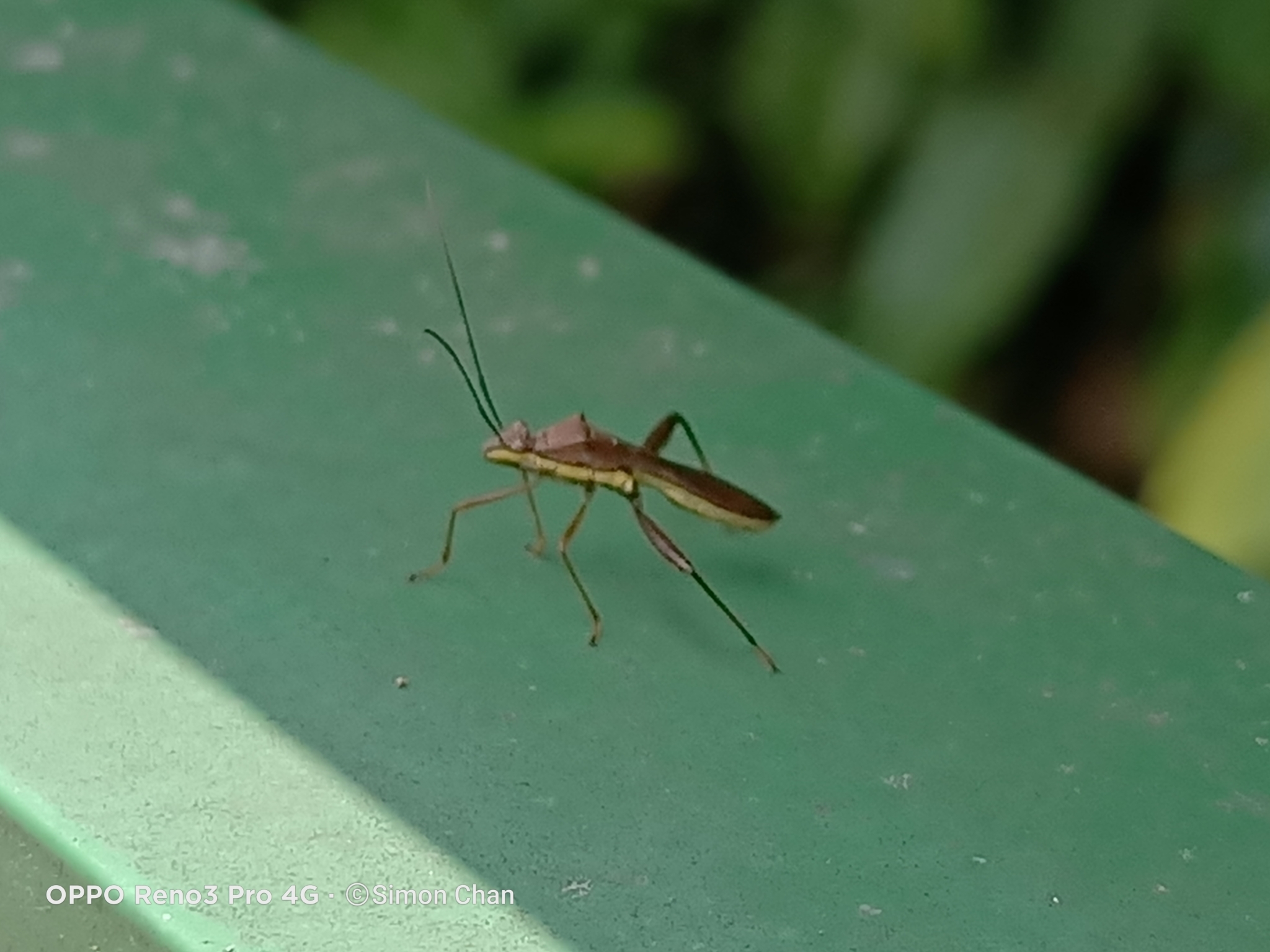 Riptortus linearis (Fabricius, 1775)