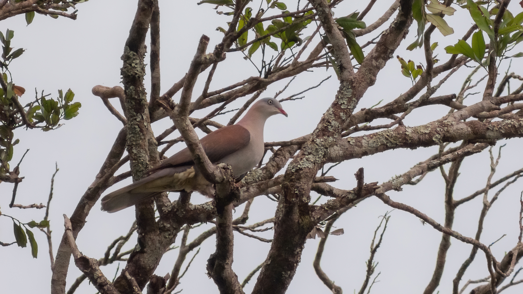 Ducula badia (Raffles, 1822)