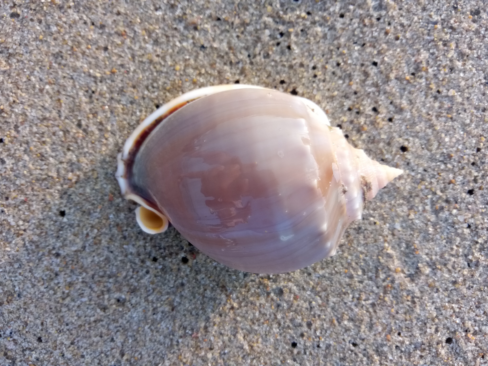 Phalium glaucum (Linnaeus, 1758)