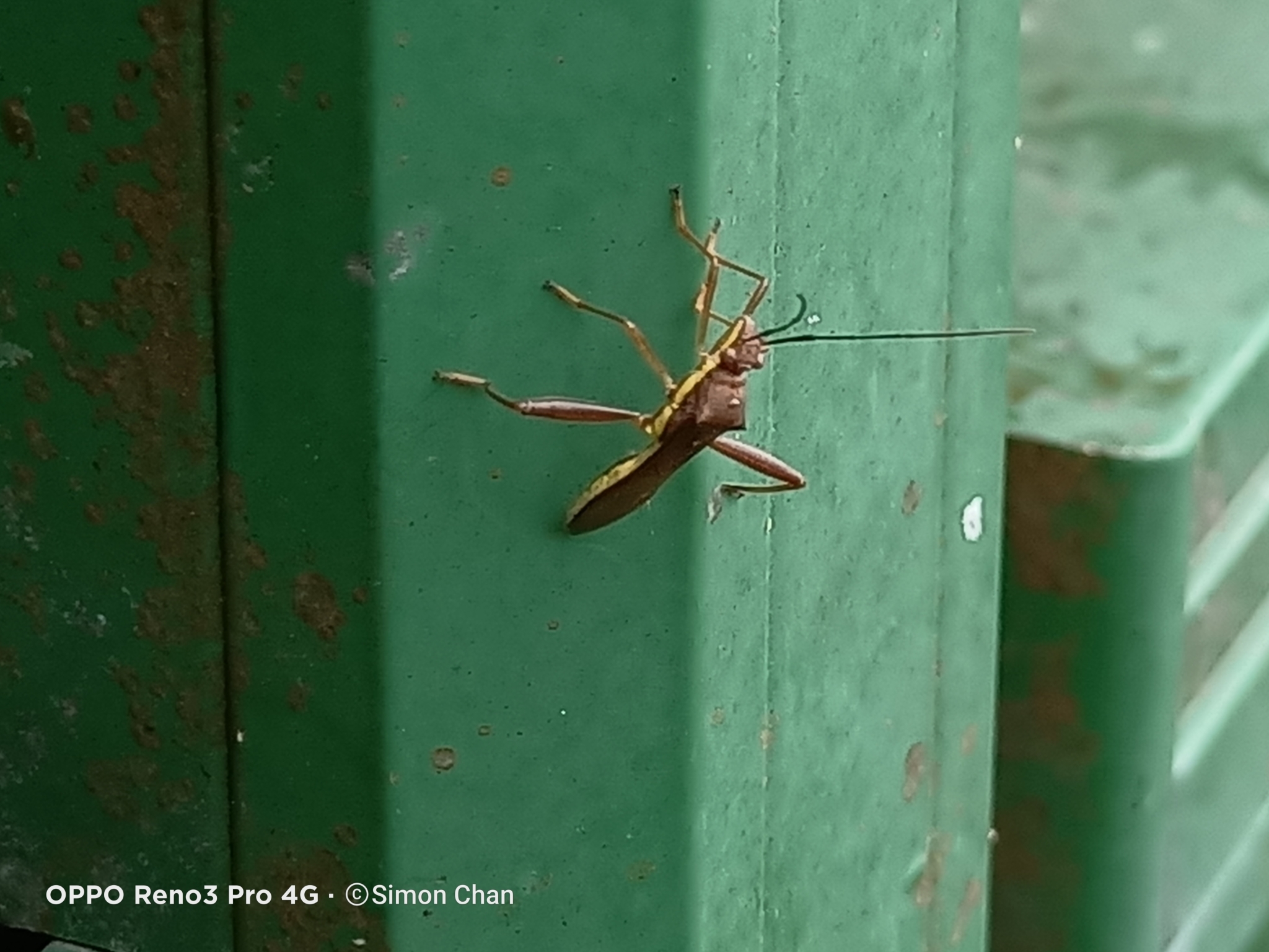 Riptortus linearis (Fabricius, 1775)