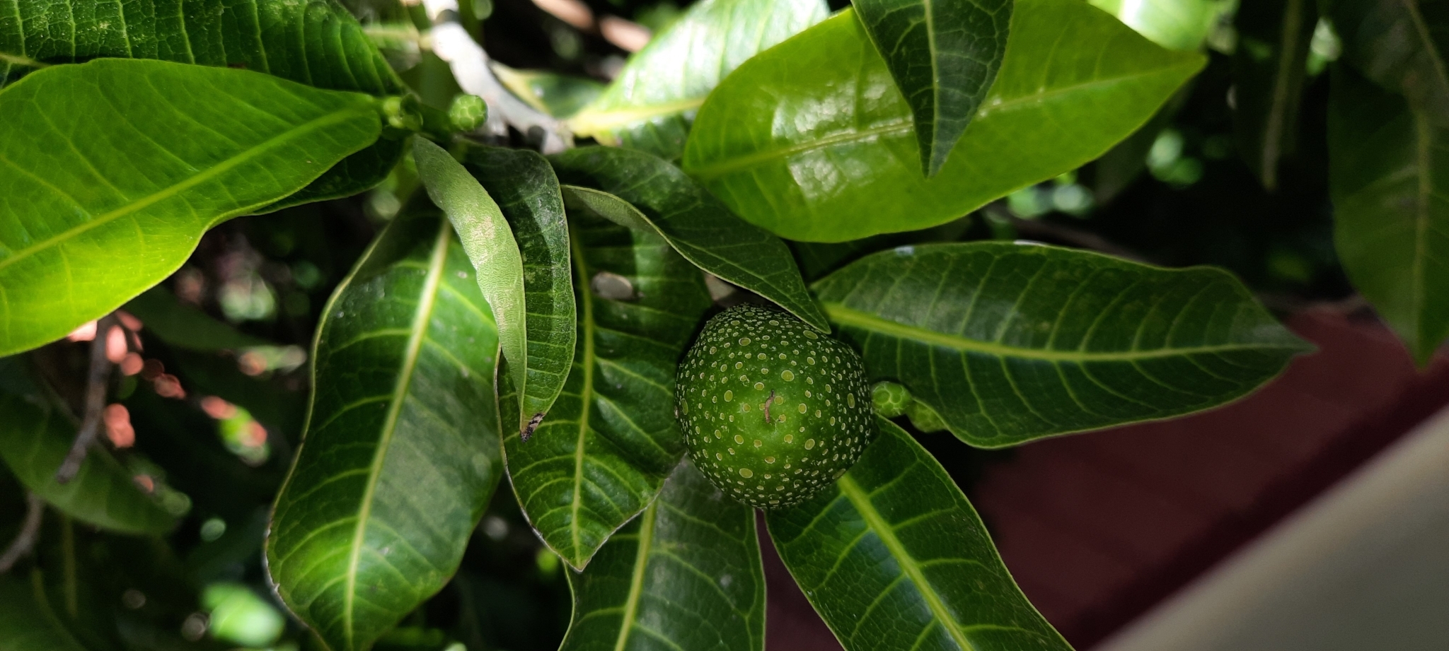 Brosimum alicastrum Sw.