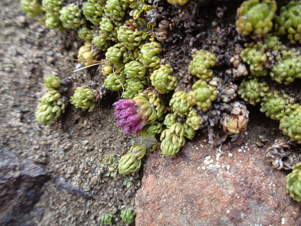 Junellia congesta from Lago Buenos Aires, Santa Cruz, Argentina on ...