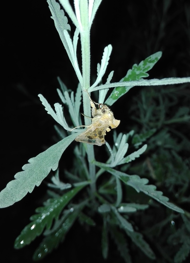 Tomato Looper from Ag. Varvara 123 51, Greece on June 23, 2019 at 09:10 ...