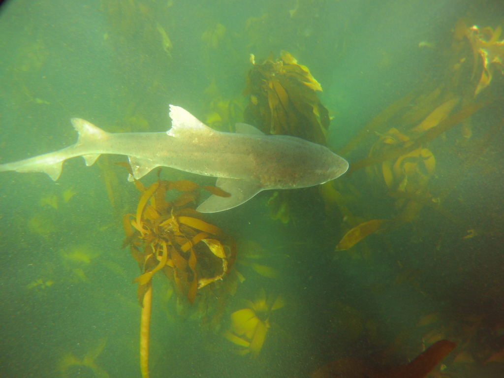 Spotted Gully Shark (Triakis megalopterus) - Marine Life Identification
